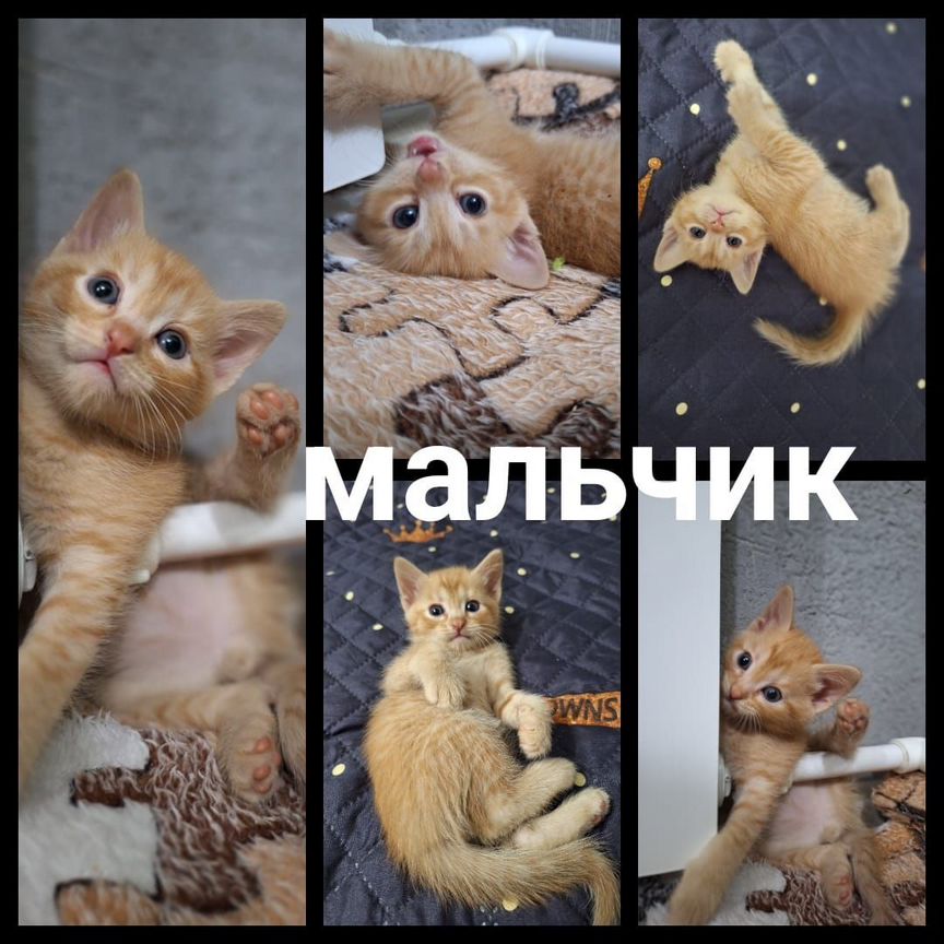 Котята