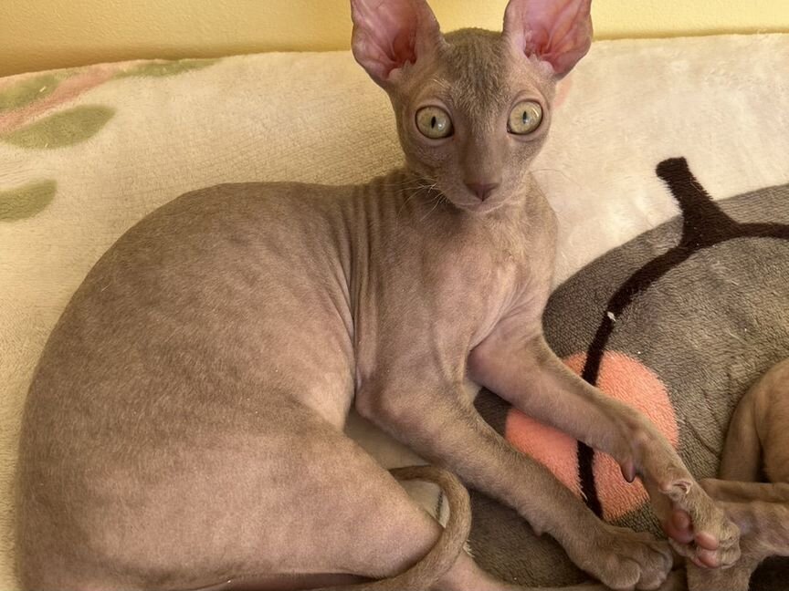 Котята корниш-рекс