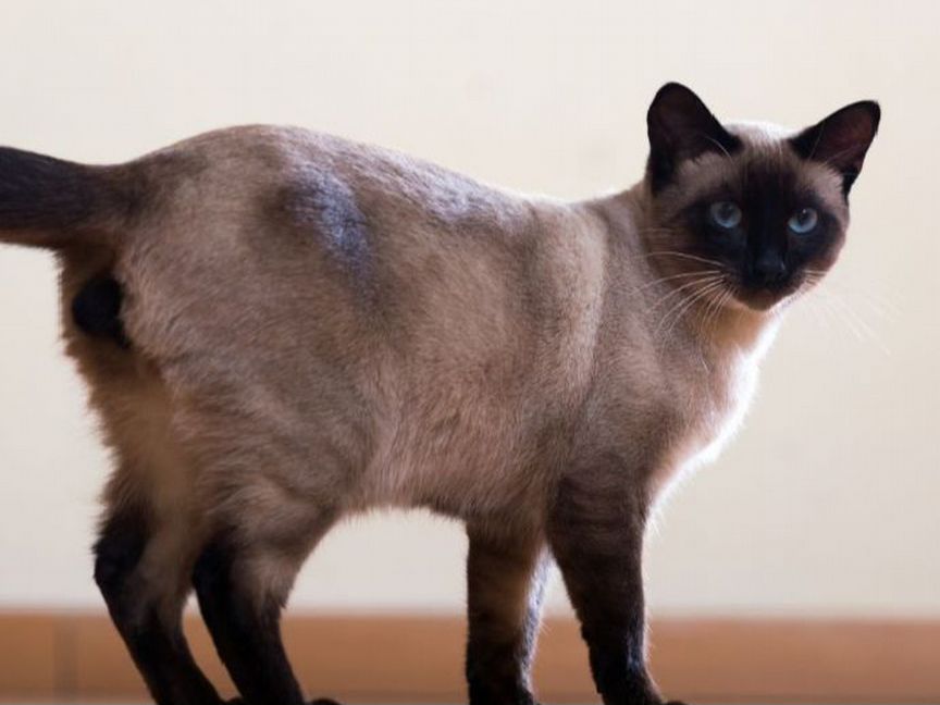 Тайский кот