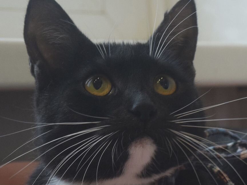 Ласковая кошка очень хочет домой