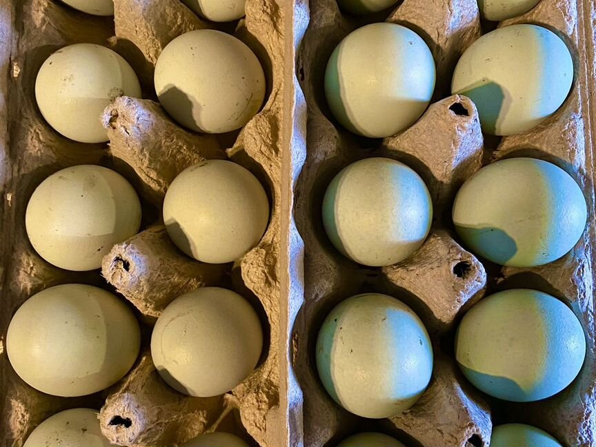 Инкубационное яйцо Ухейилюй