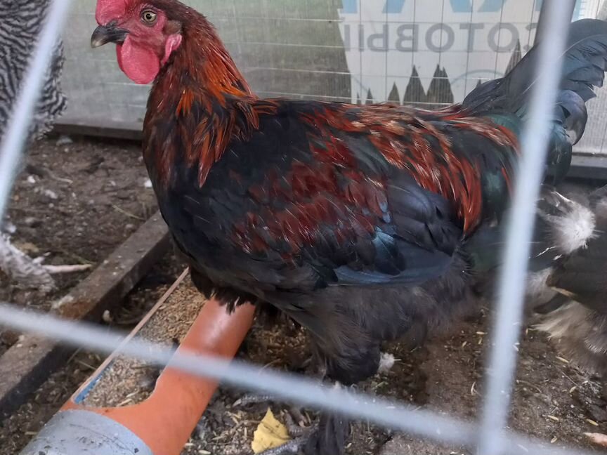 Петух на племя