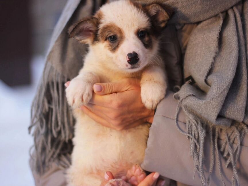 Щенок Максимка ищет