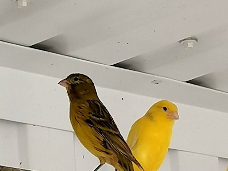 Кенара и канарейки