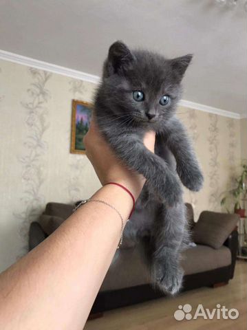 Котята шотландцы вислоухие