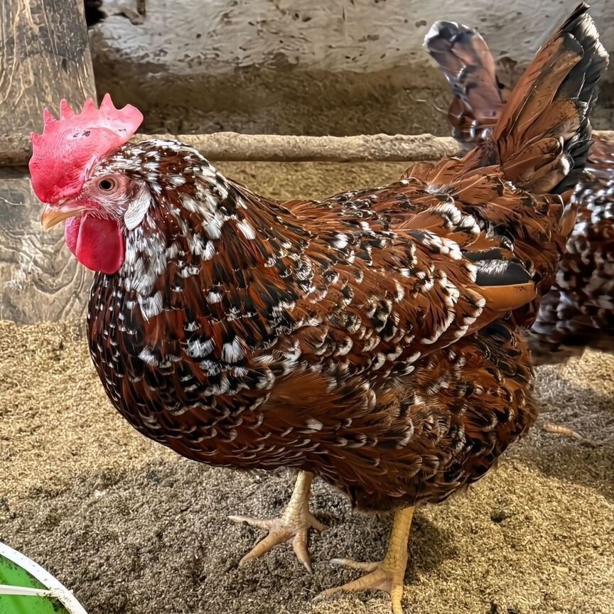 Легорн Красный мрамор