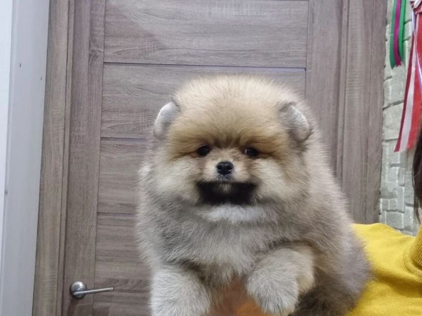 Девочка померанского шпица