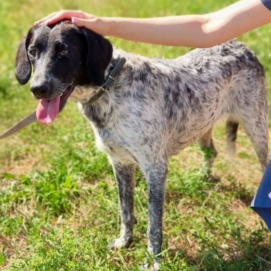 Курцхаар фенотип из приюта