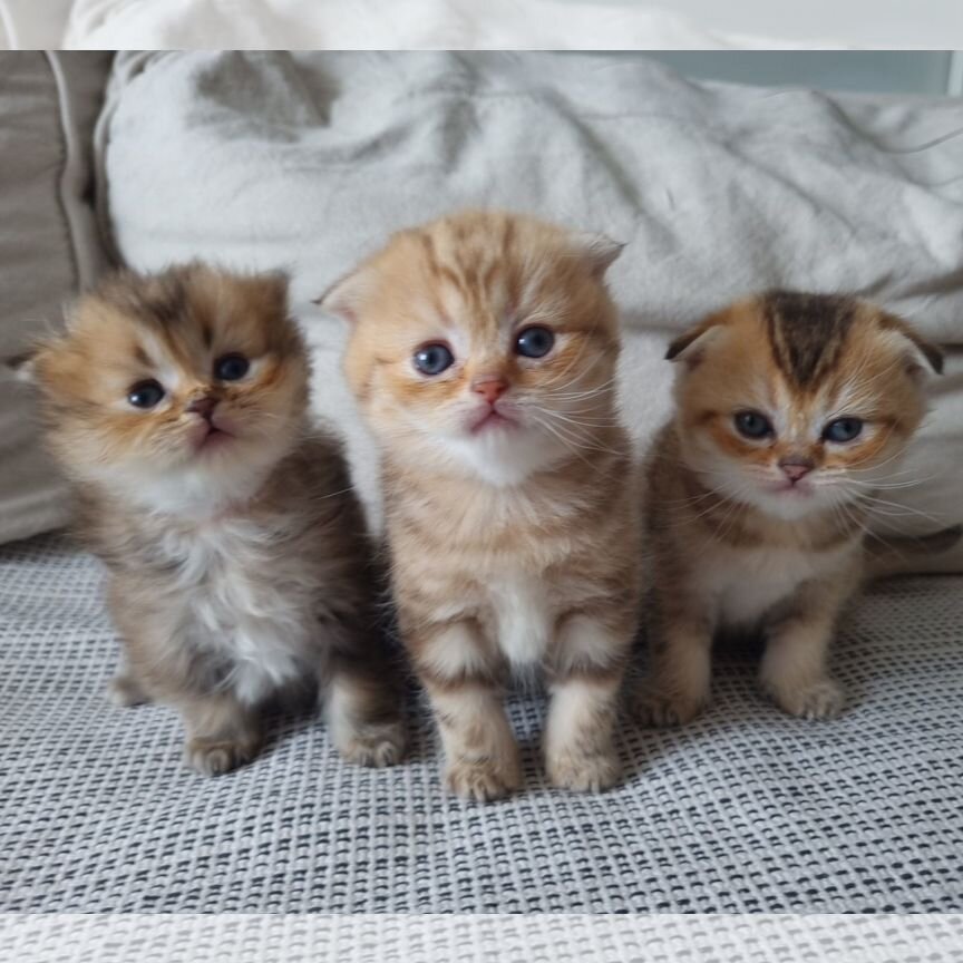 Шотландский вислоухий короткошёрстный котёнок