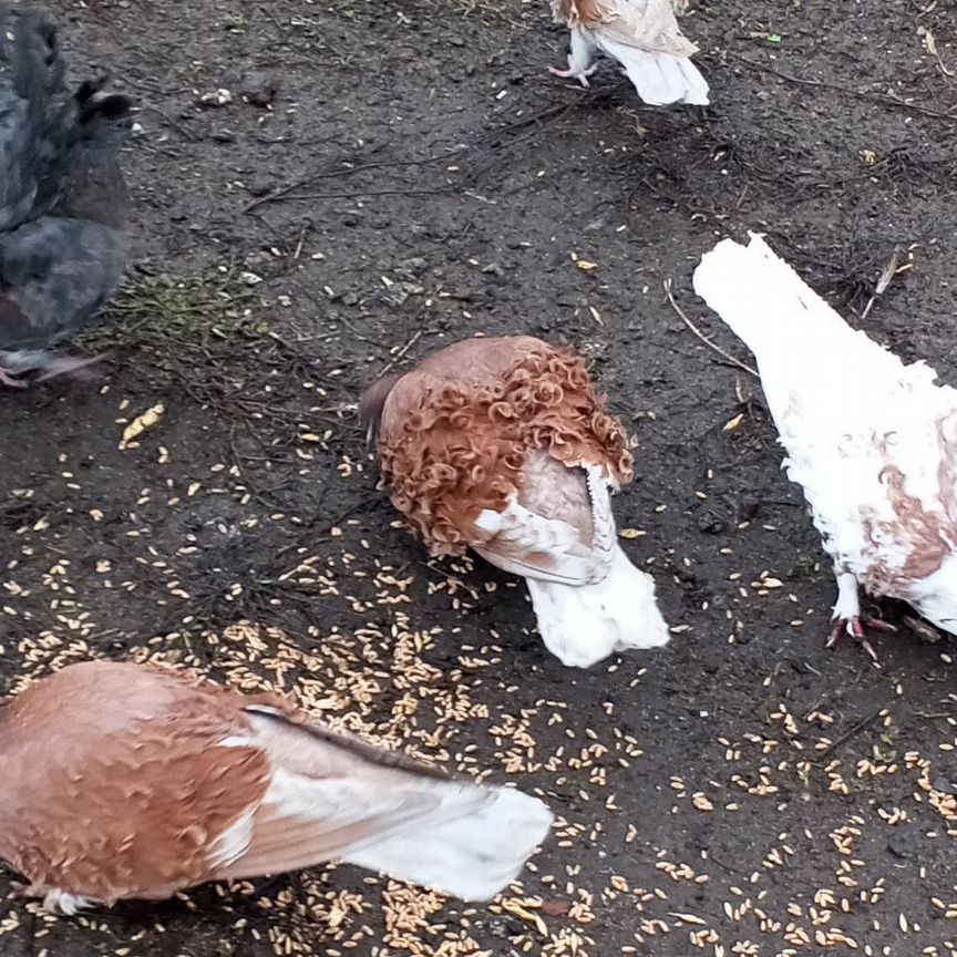 Продам голубей кучерявых