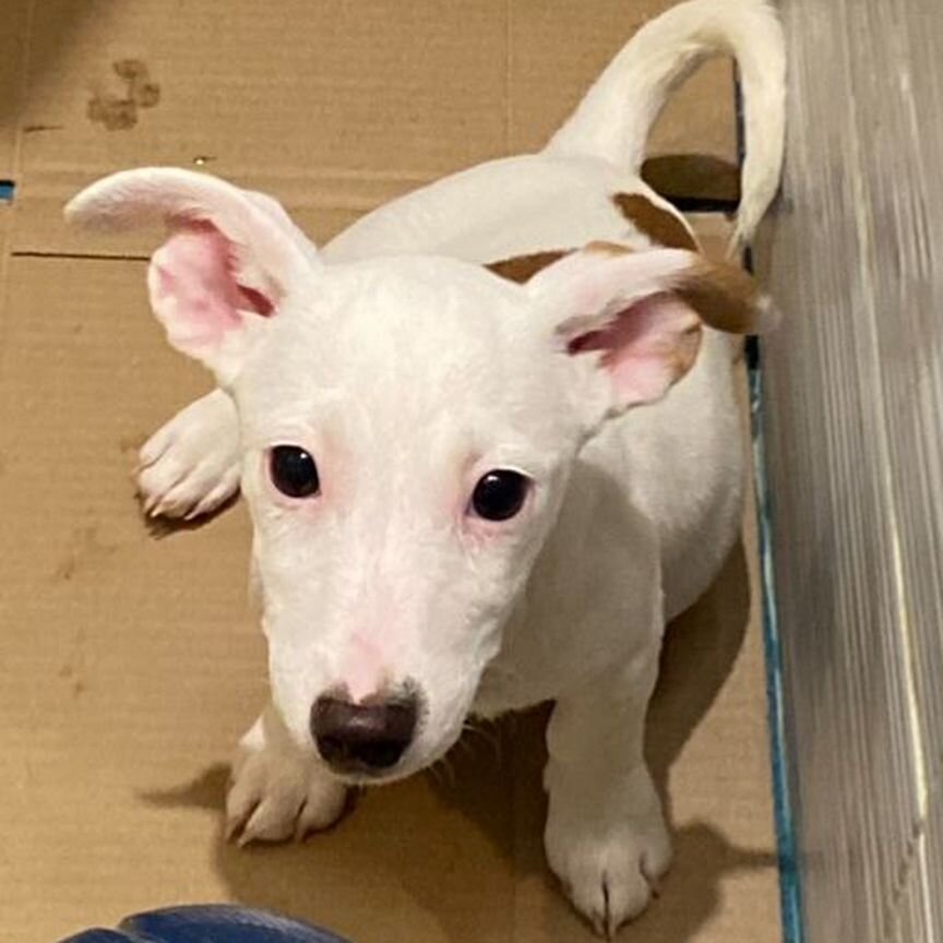 Джек-рассел-терьер, щенок