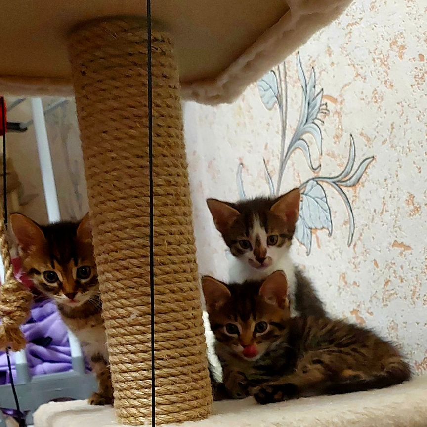 Котята отдам бесплатно