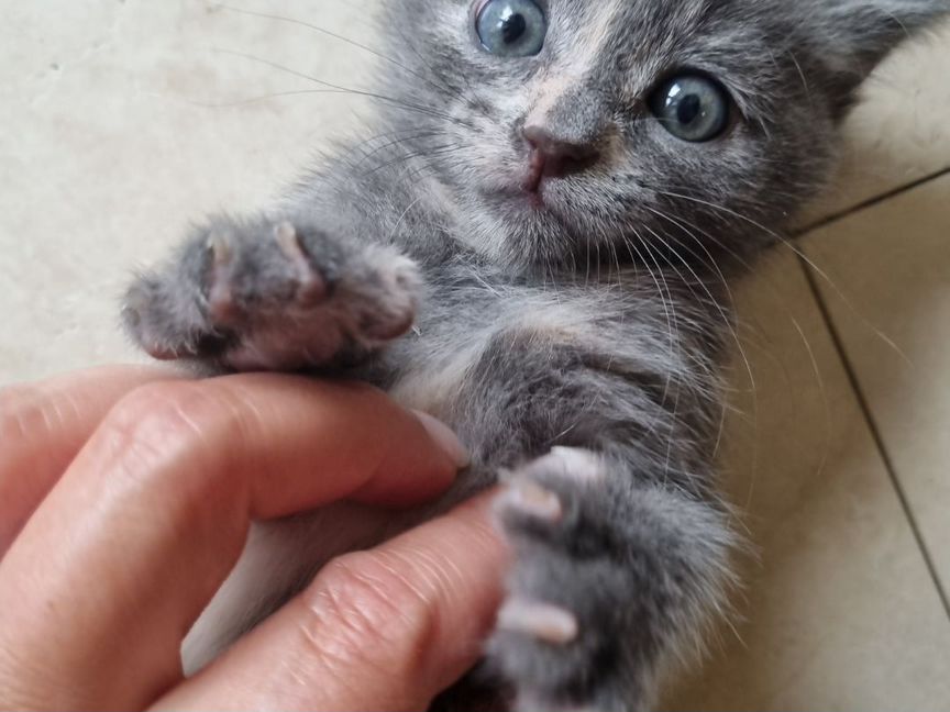 Отдам котят в добрые руки
