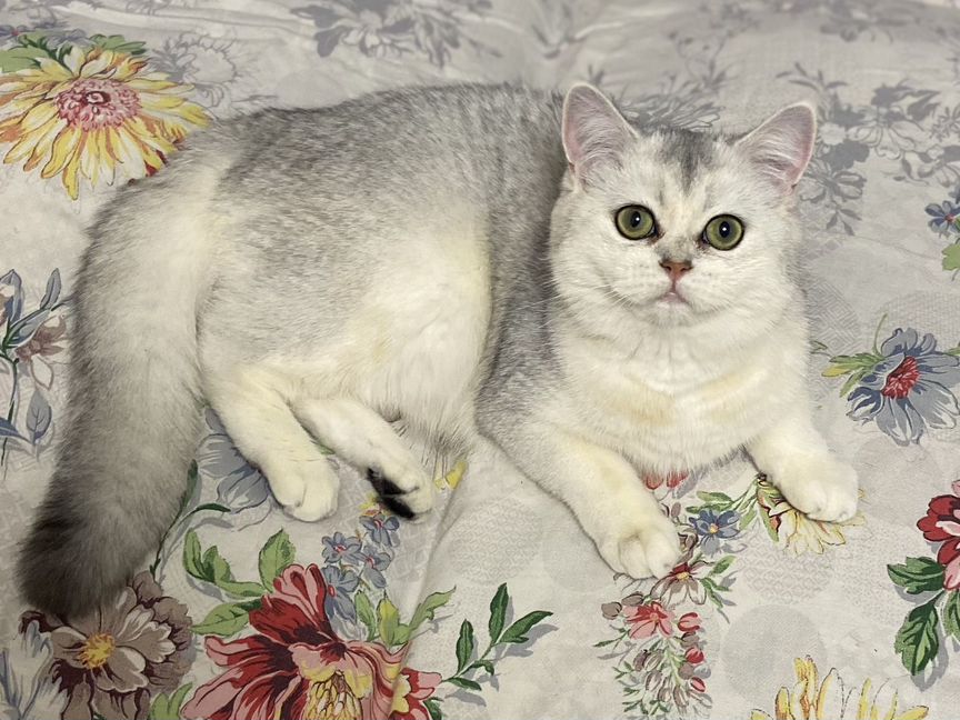 Шотландская кошечка Ежевика