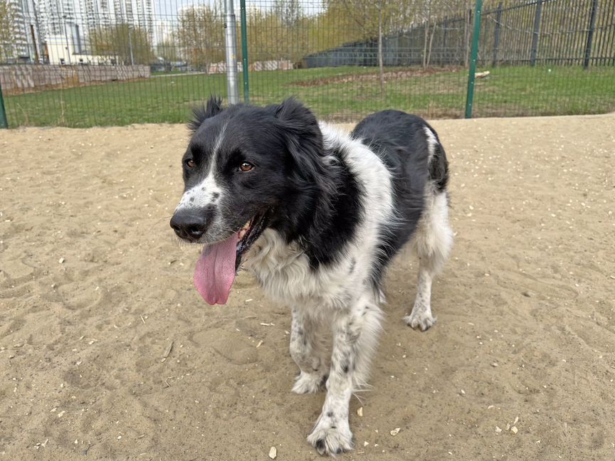 Очень достойный пес попал в приют