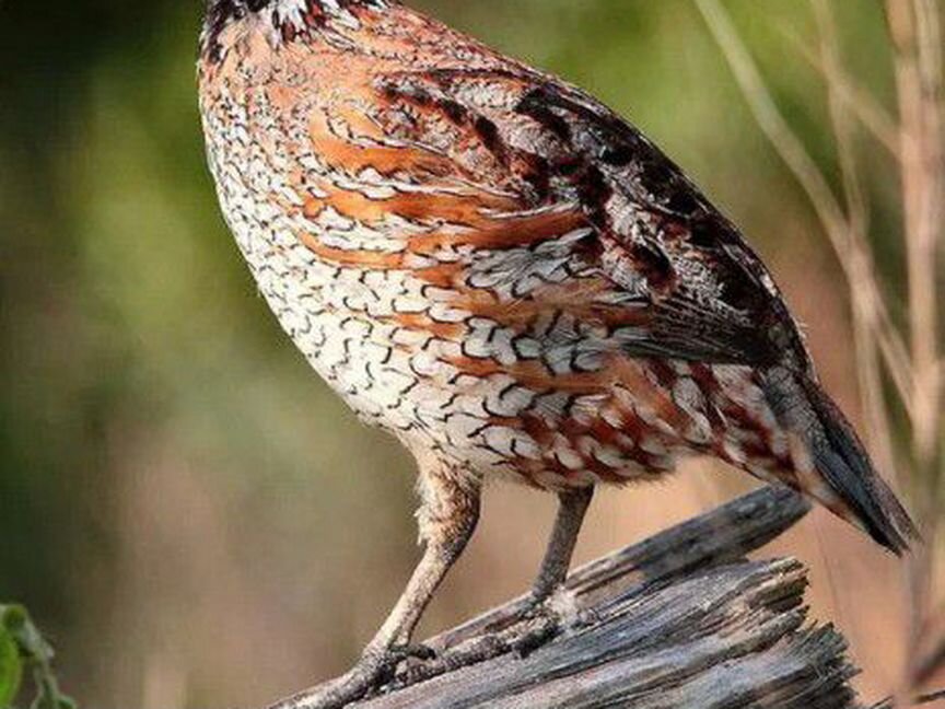 Курапатка венгерский (перепел )