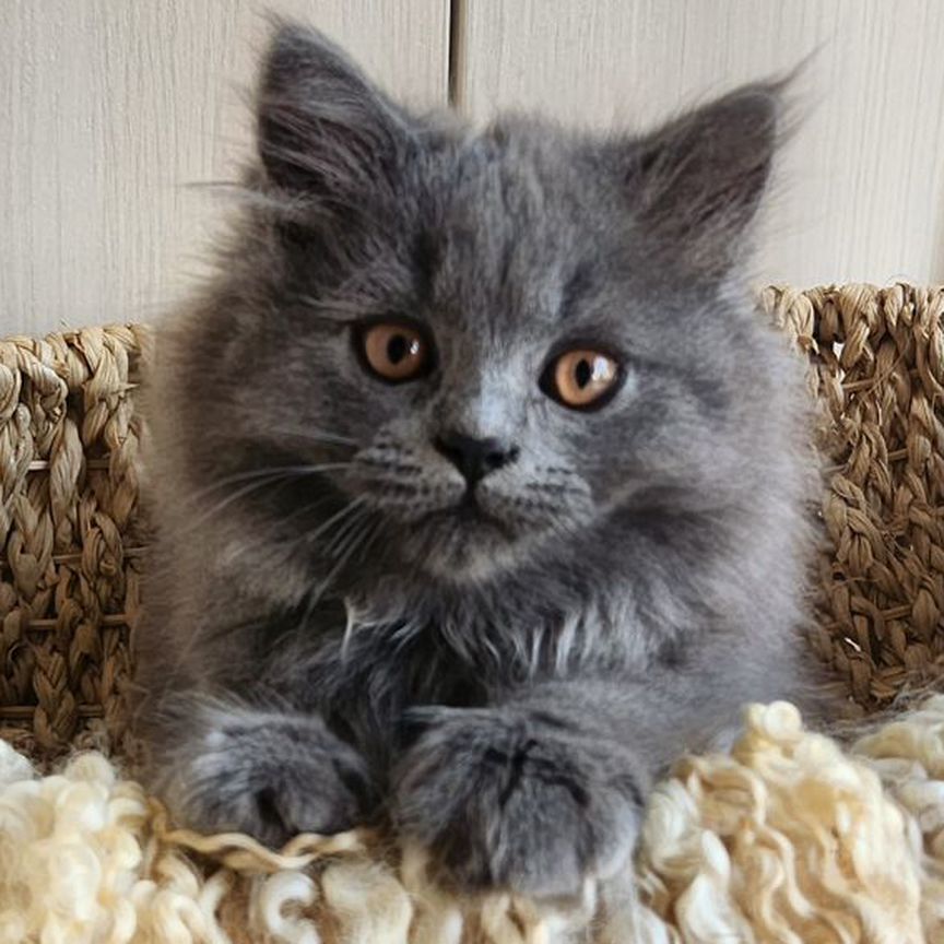 Длинношерстная голубая британская кошечка