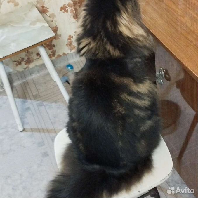 Отдам в добрые руки семье со взрослыми детьми