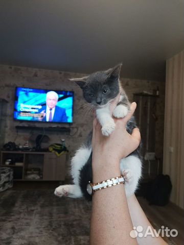 Отдам кота в добрые руки котенок