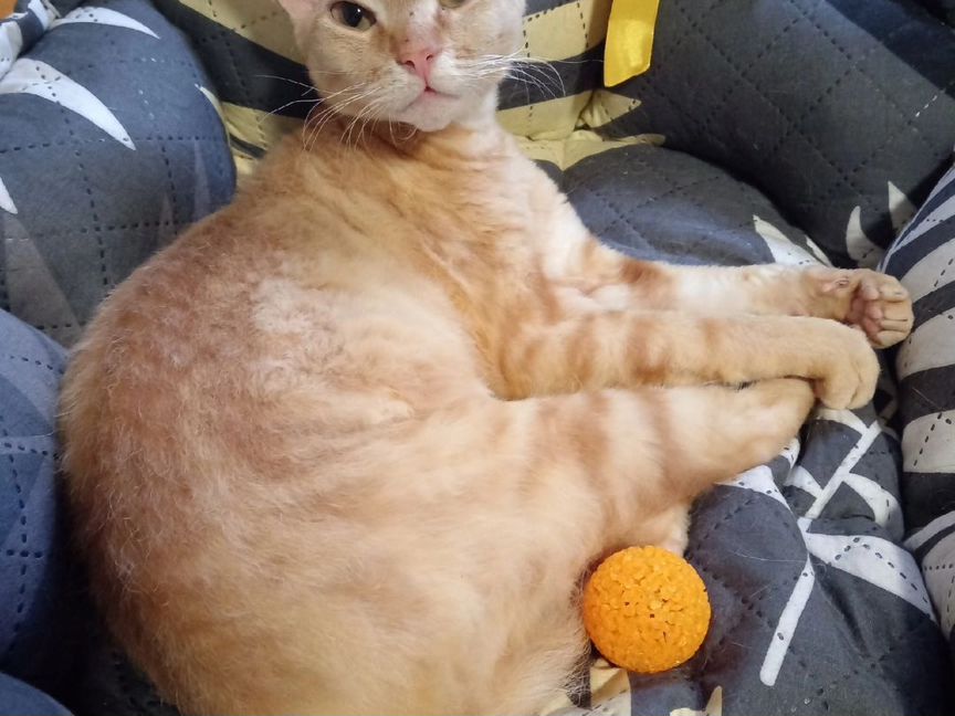 Лысые кошки