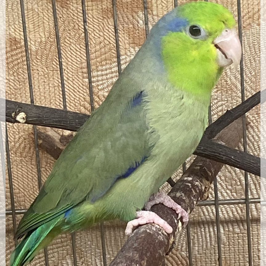 Воробьиный попугай