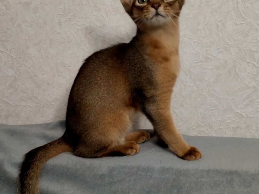 Абиссинская девочка с документами