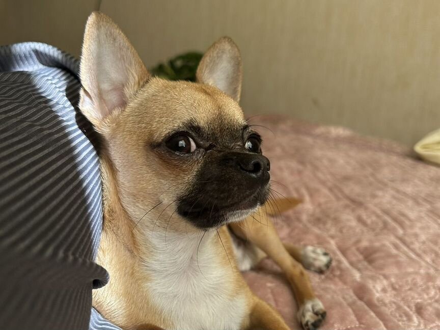 Вязка чихуахуа мальчик