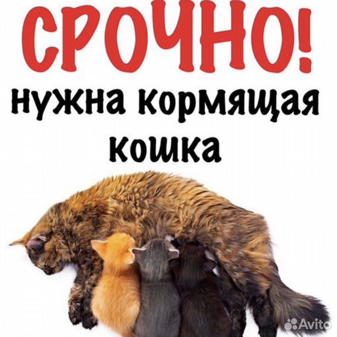 Кормящая кошка