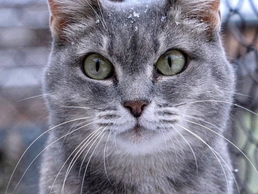 Серебристая кошечка Фрося