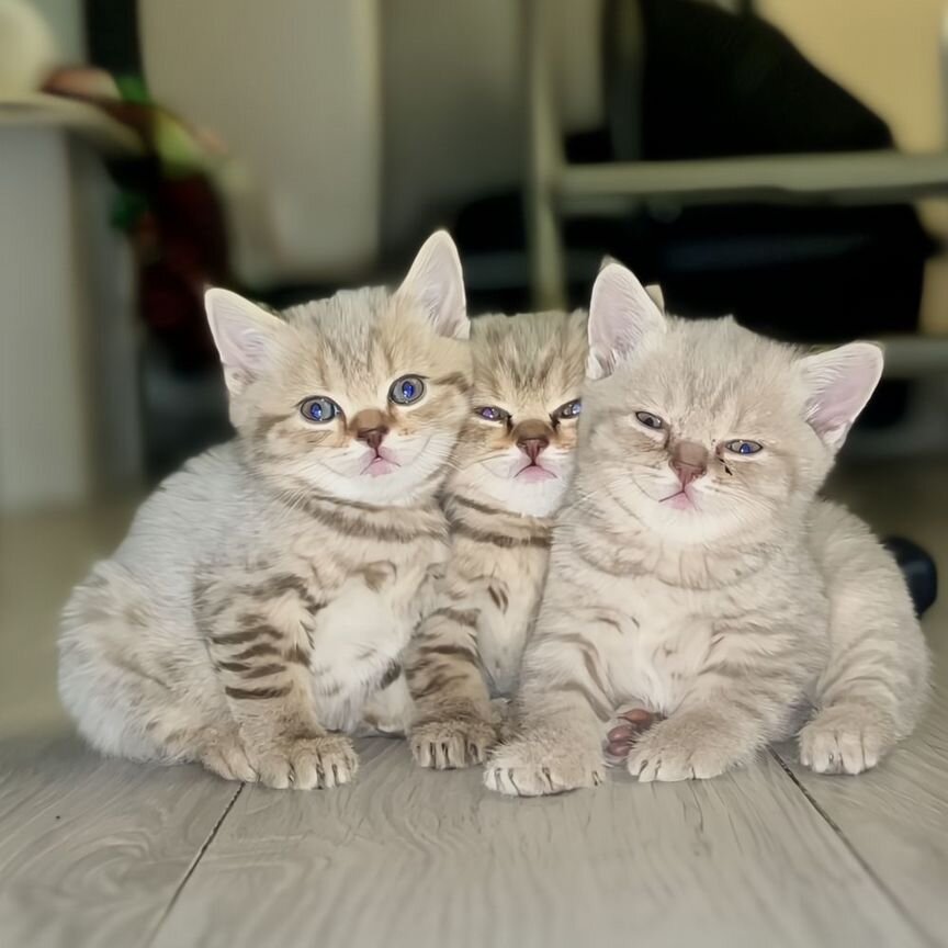 Шотландский прямоухий короткошёрстный котёнок