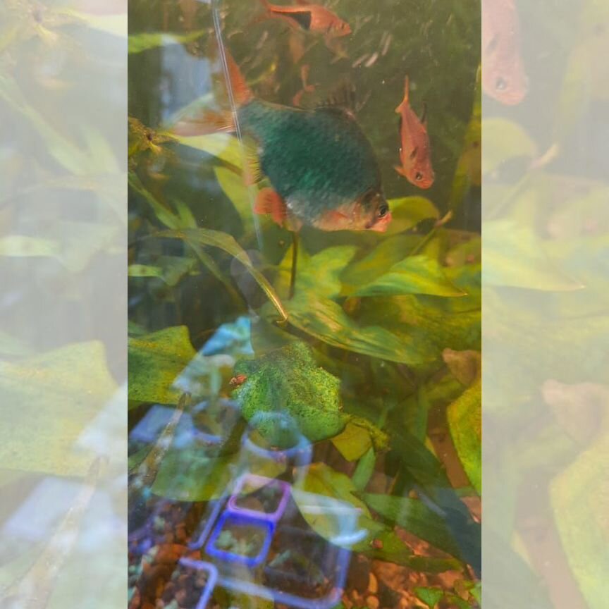 Барбус мутант