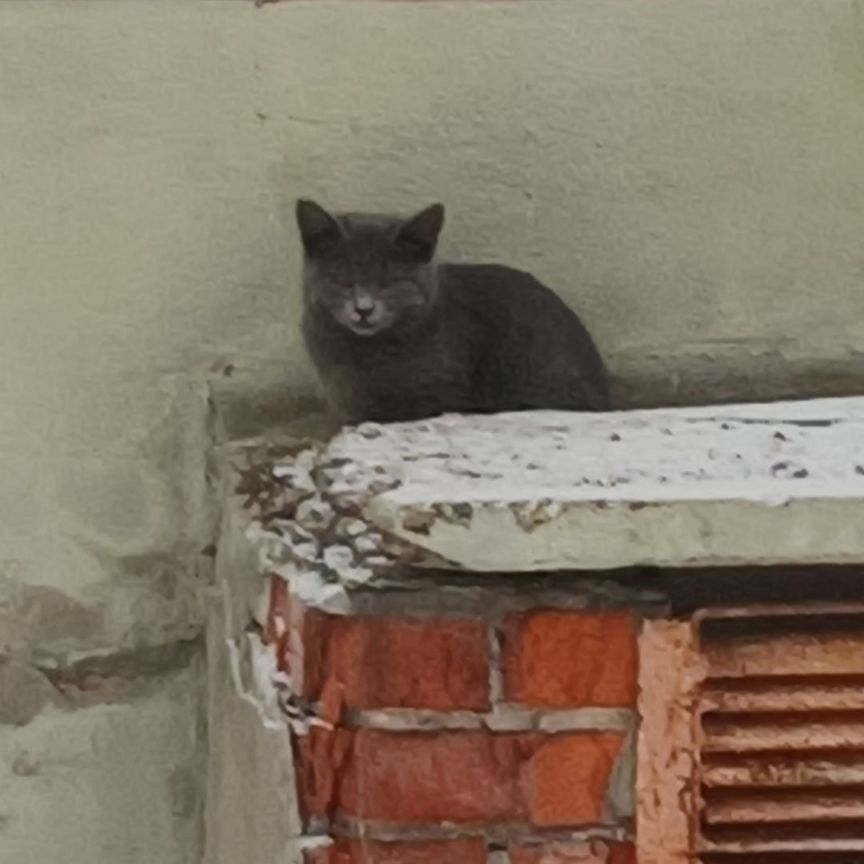 Котёнок потеряшка