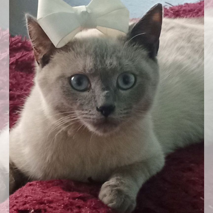 Взрослая, Девочка кошка в добрые руки