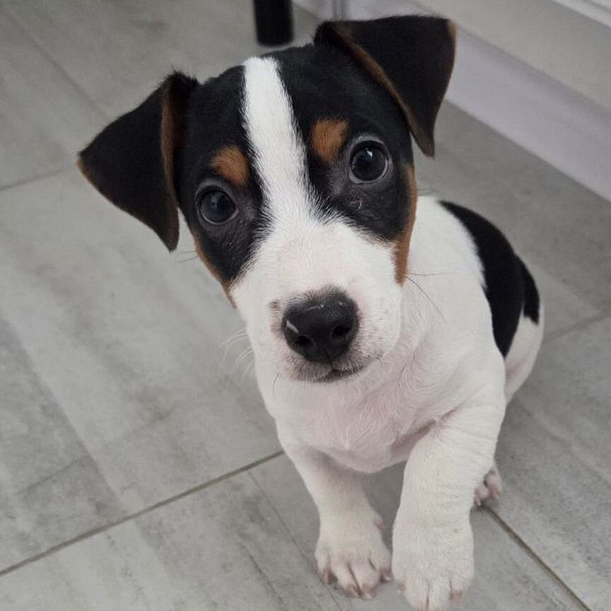 Джек-рассел-терьер, щенок