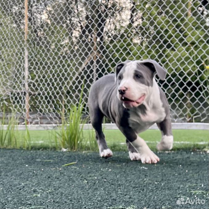 Американский булли щенок стандарт девочка bully