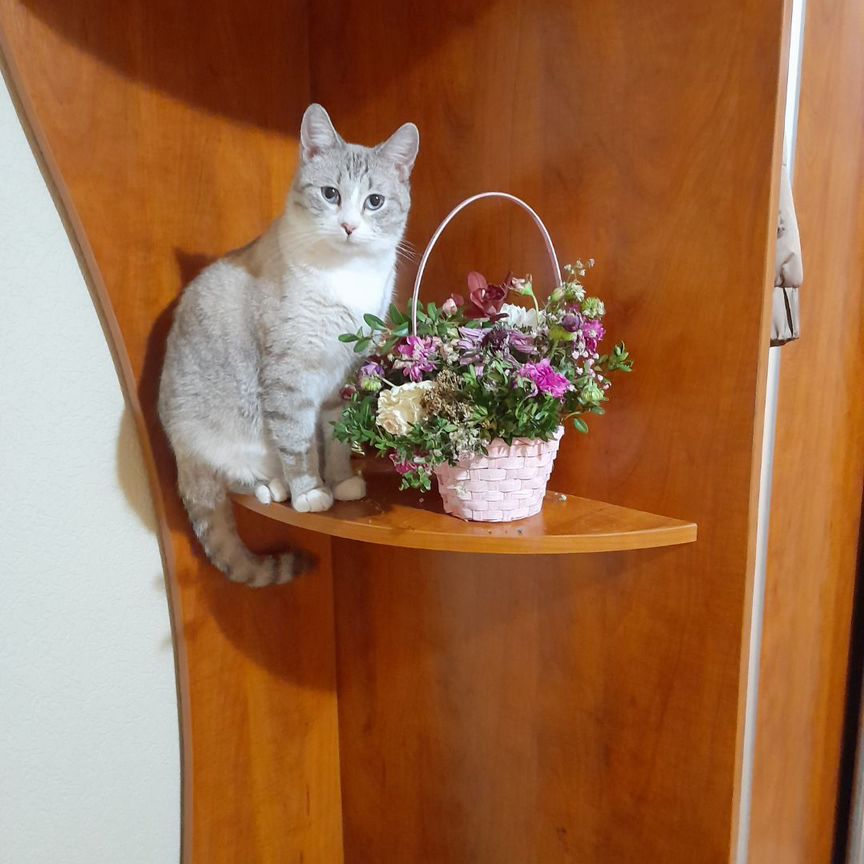 Кот в добрые руки