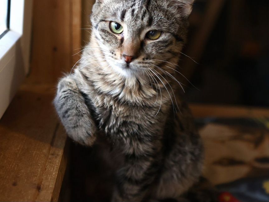 Кошечка 4 мес