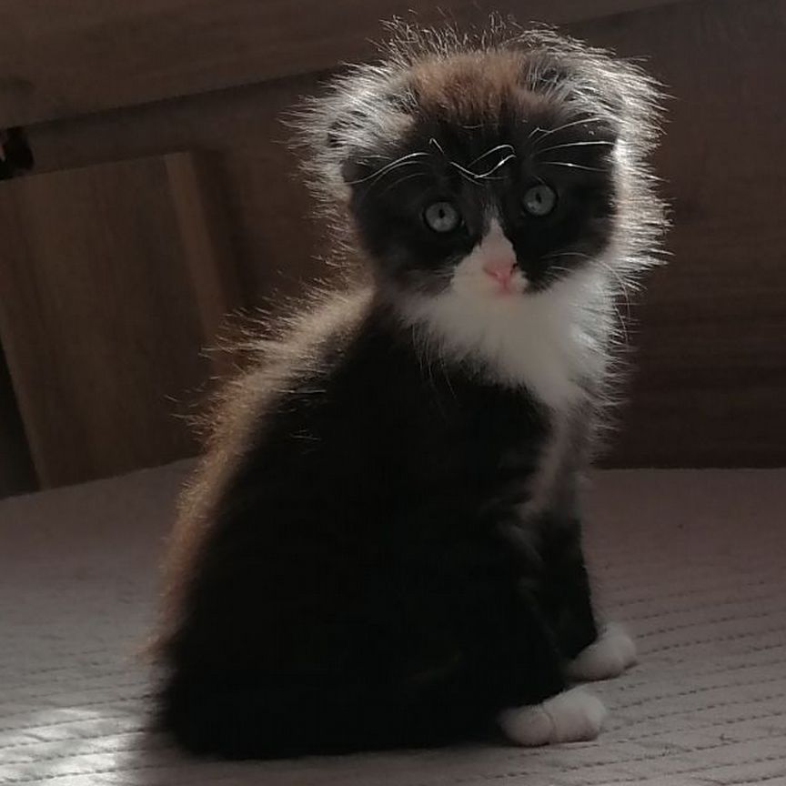 Котята в добрые руки бесплатно