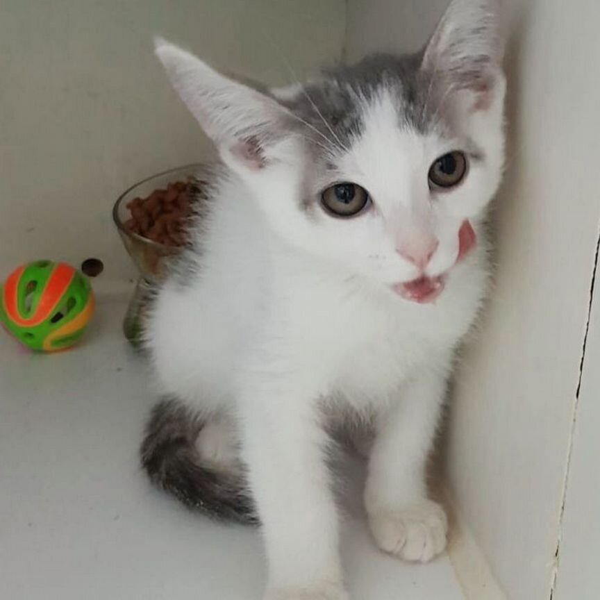 Котенок 4 месяца мальчик