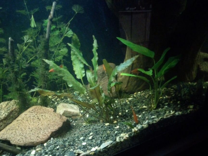 Аквариумные рыбки