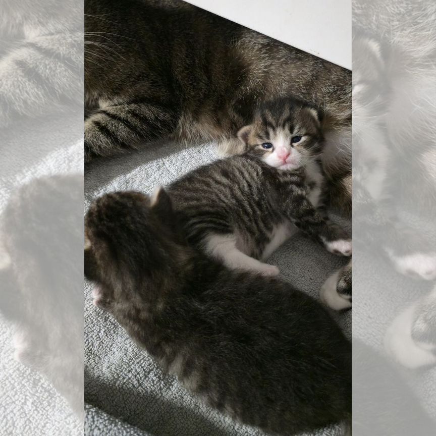 Мейн-кун котёнок