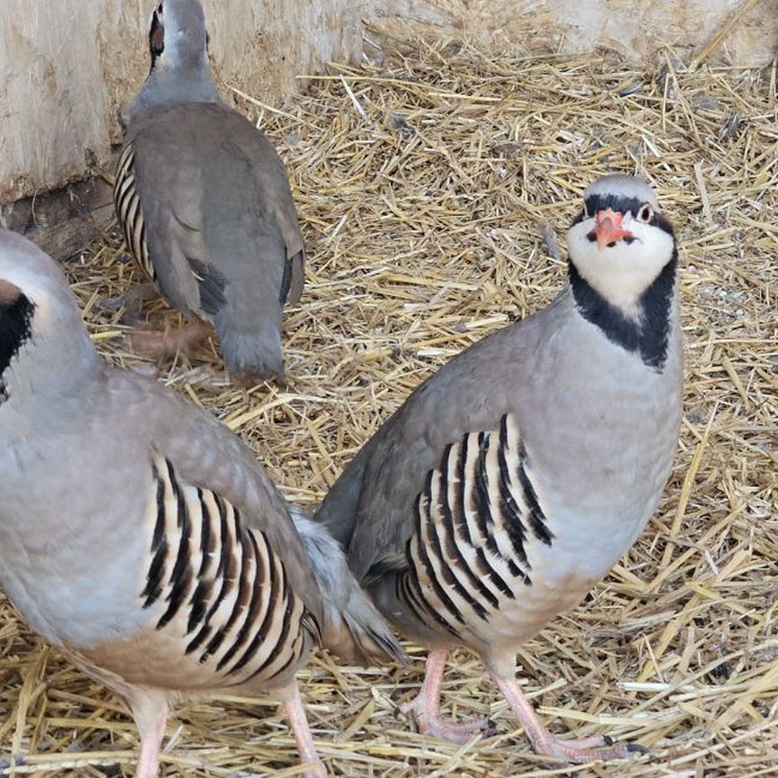 Самец Горной куропатки(кеклик)