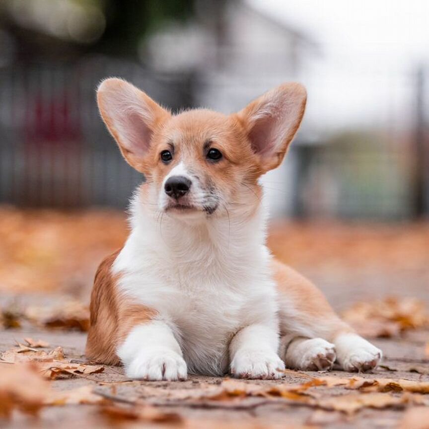 Красивые малыши корги от Чемпиона