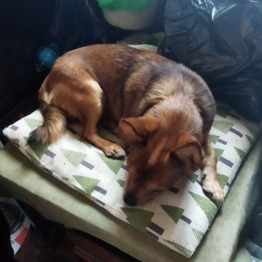 Собака в добрые руки маленькая порода