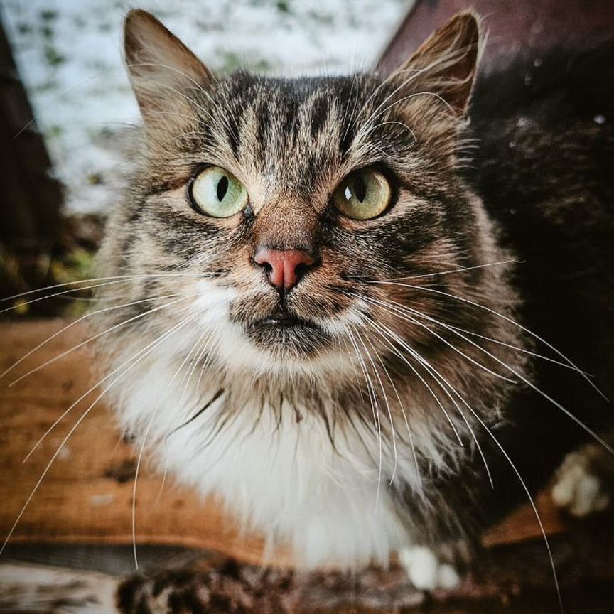 Взрослый кот в добрые руки