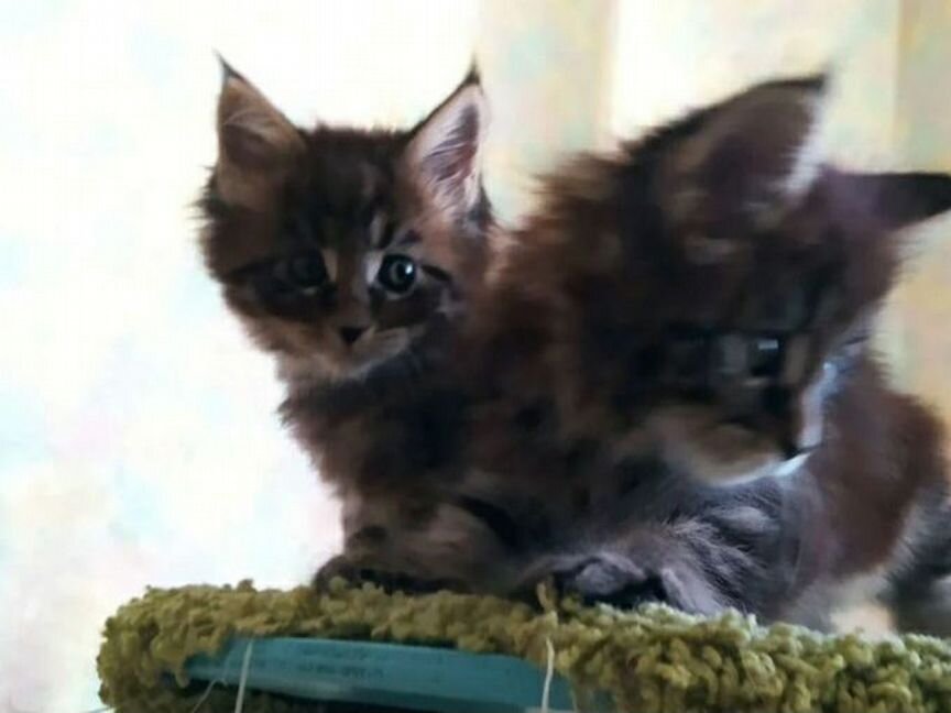 Котята от габаритных шикарных родителей