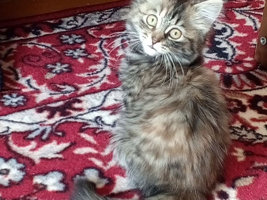 Отдам котёнка