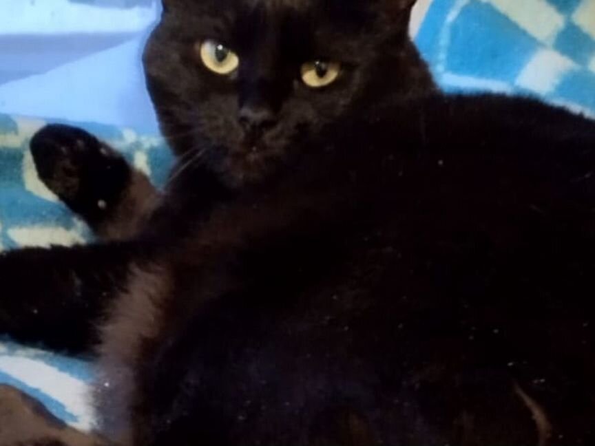 Кошка пантера