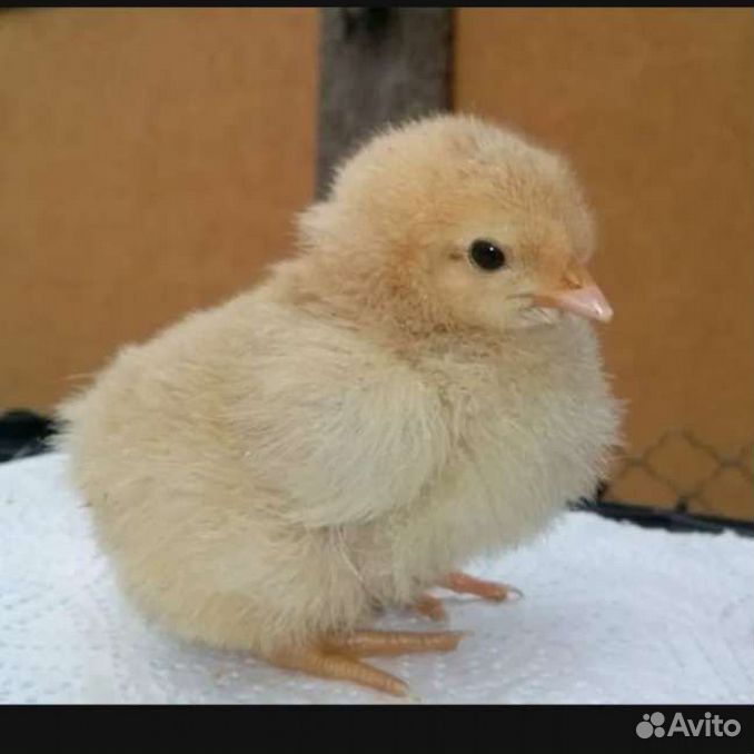 Цыплята от домашних курочек, броллеры