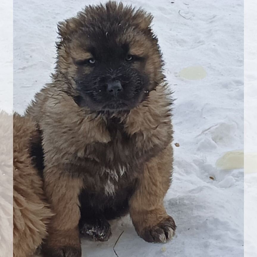 Щенок кавказской овчарки